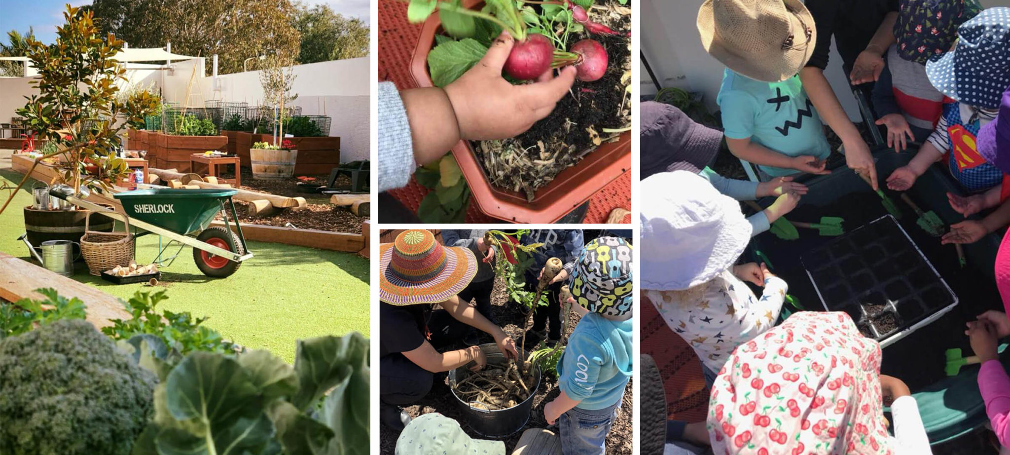 Childcare Kitchen Gardens | Playground to Plate